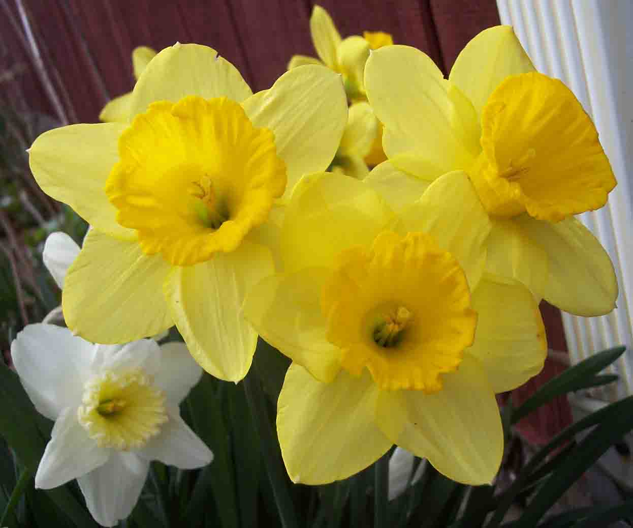LIVE LAUGH LOVE: Beautiful Daffodils!