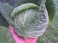 Frutta e Verdura dal Campo: 2008