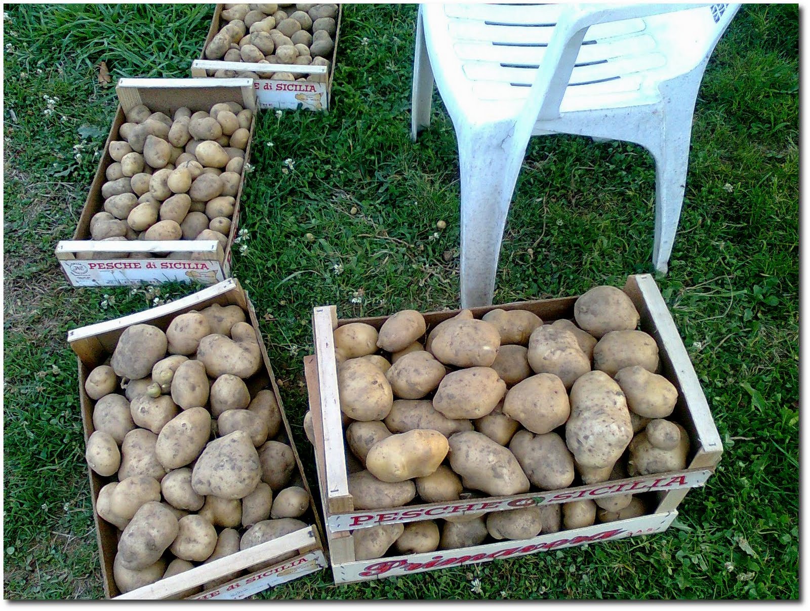 Frutta e Verdura dal Campo: agosto 2010