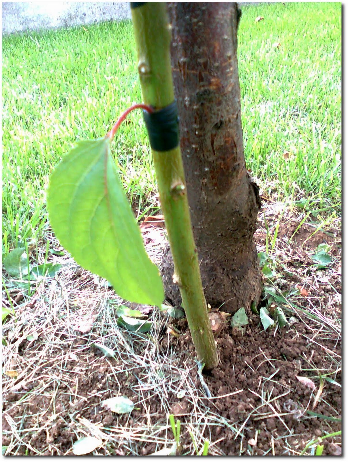 Frutta e Verdura dal Campo: Innesto a scudo