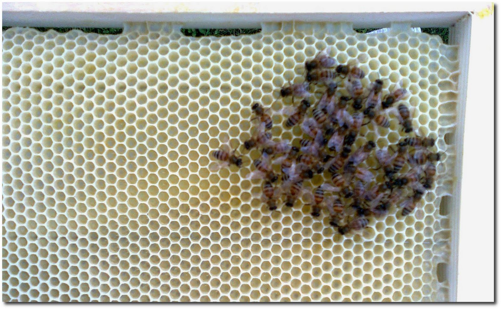 Frutta e Verdura dal Campo: agosto 2010