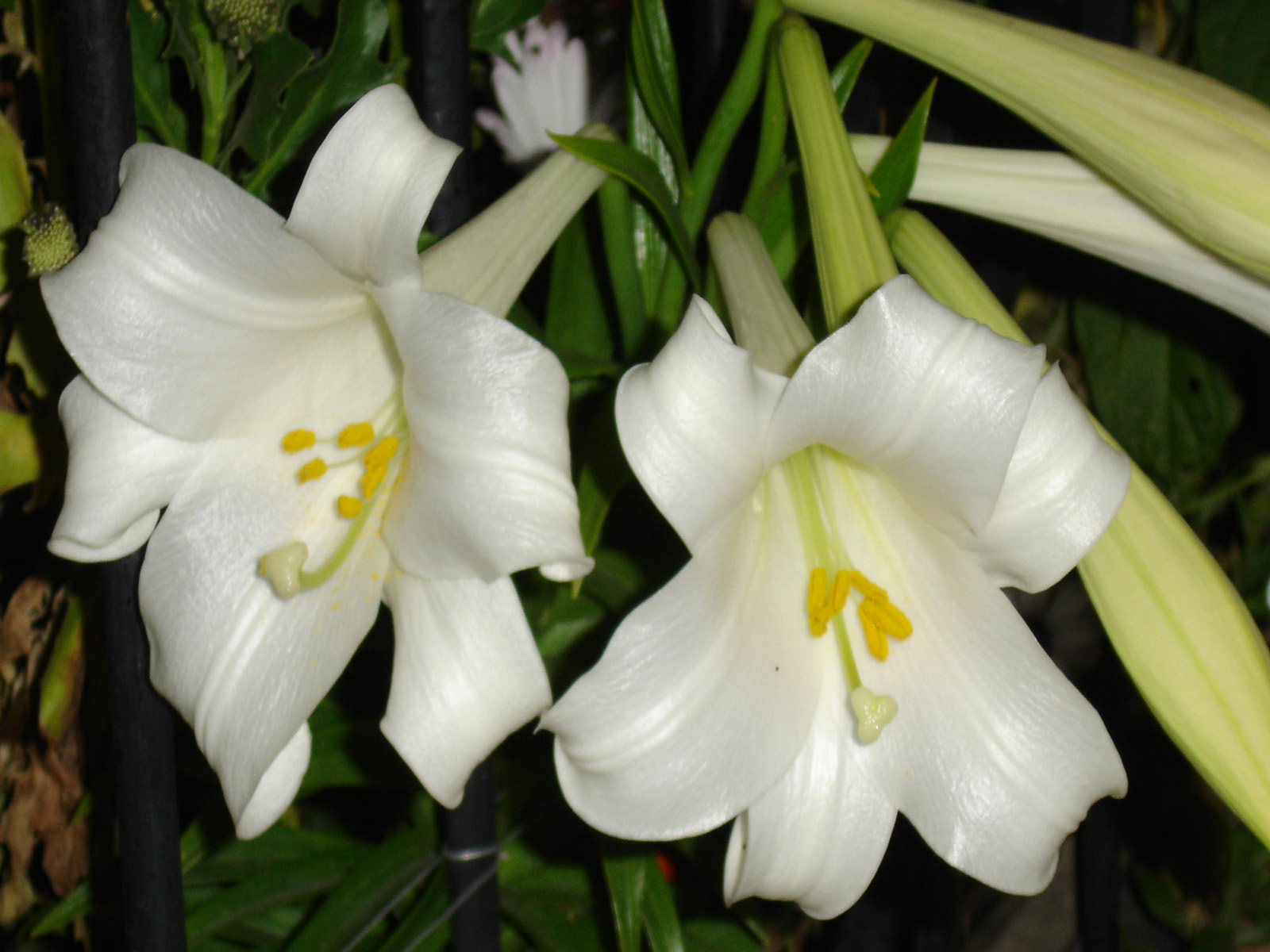 DE TODO UN POCO: AZUCENAS