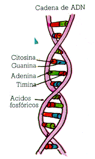 BIOLOGIA 10: MOLECULA DE ADN