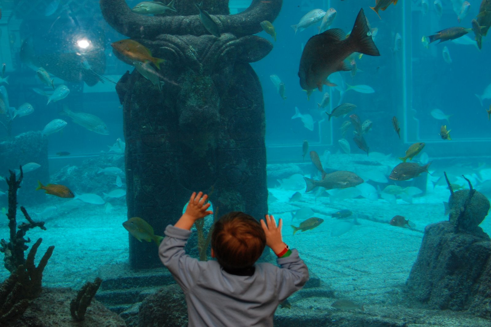 Sunrise Learning Lab: We Play : Colorful Sea Life Fun & A Little ...