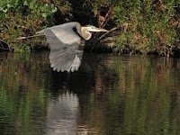 Gilroydad's Thoughts: Auglaize River Adventure