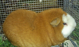 COMUNIDAD DEL CUY: CLASIFICACIÓN DEL CUY POR PELAJE