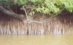 Fajar Ihwani Sidiq: Ekosistem Perairan