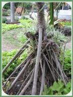 BIO UNIV. PALANGKARAYA: MORFOLOGI AKAR (RADIX)