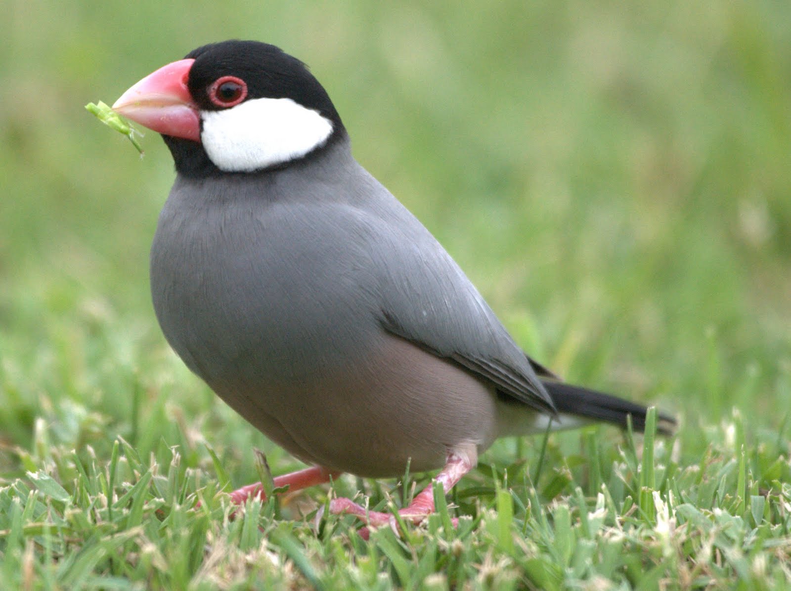 clearlyconfused: Birds Of BYUH