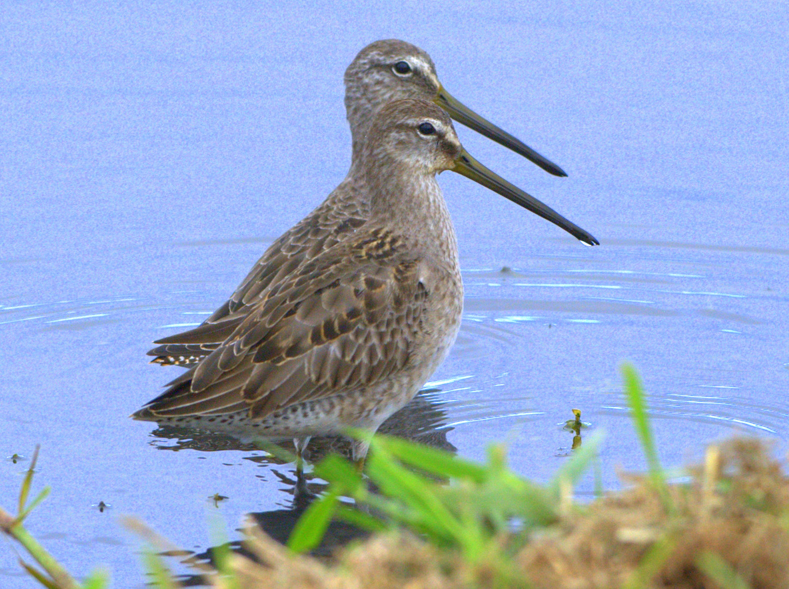 clearlyconfused: James Campbell NWR Birds
