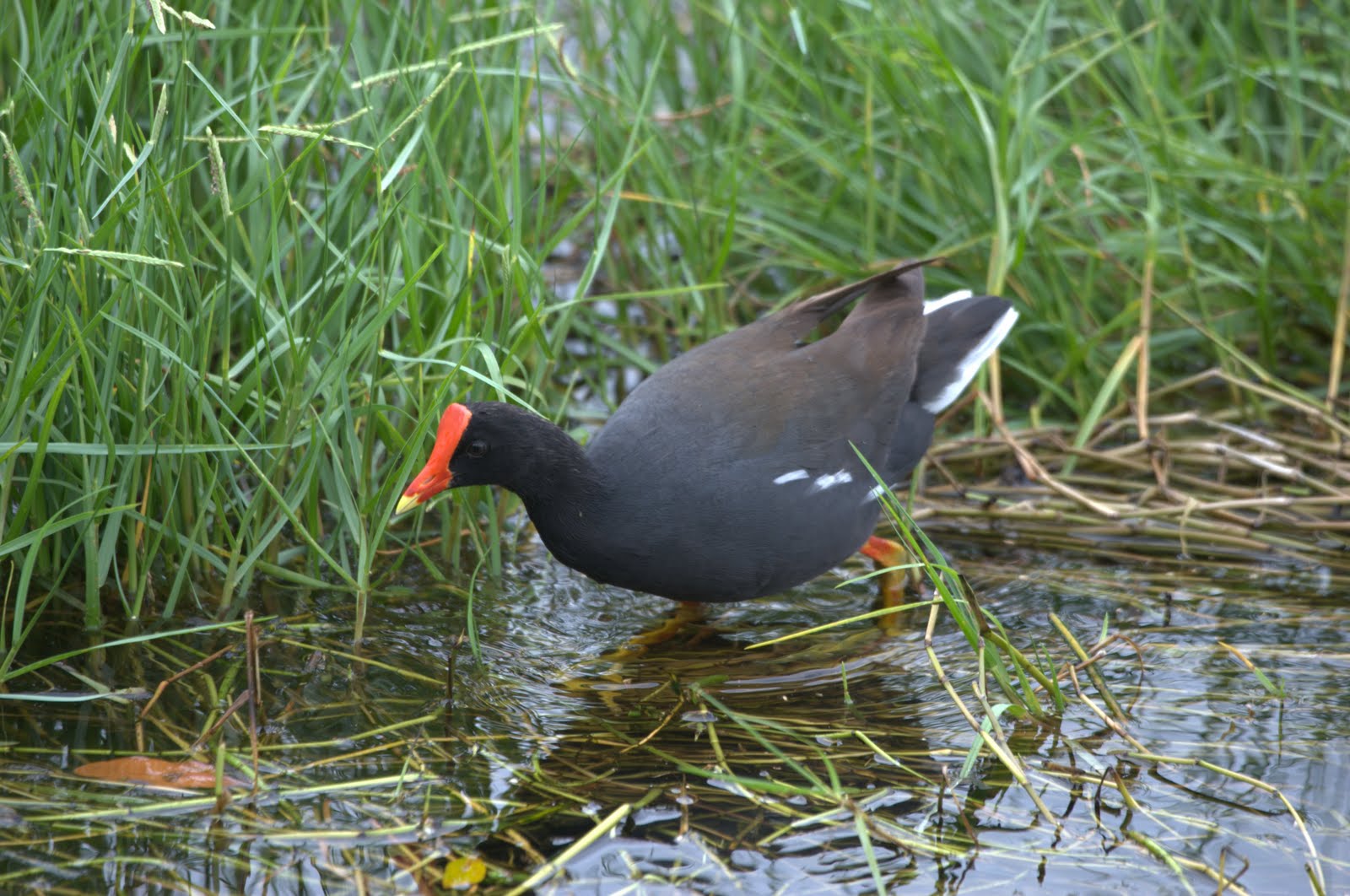 clearlyconfused: James Campbell NWR Birds