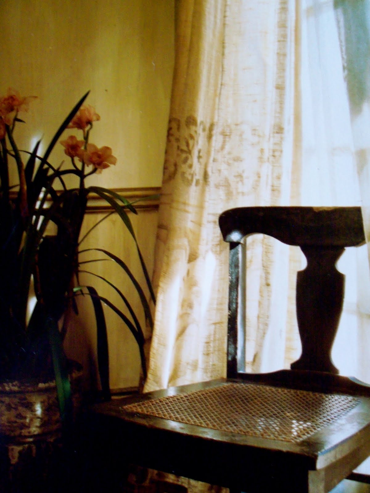 Tricia Vitrano Design