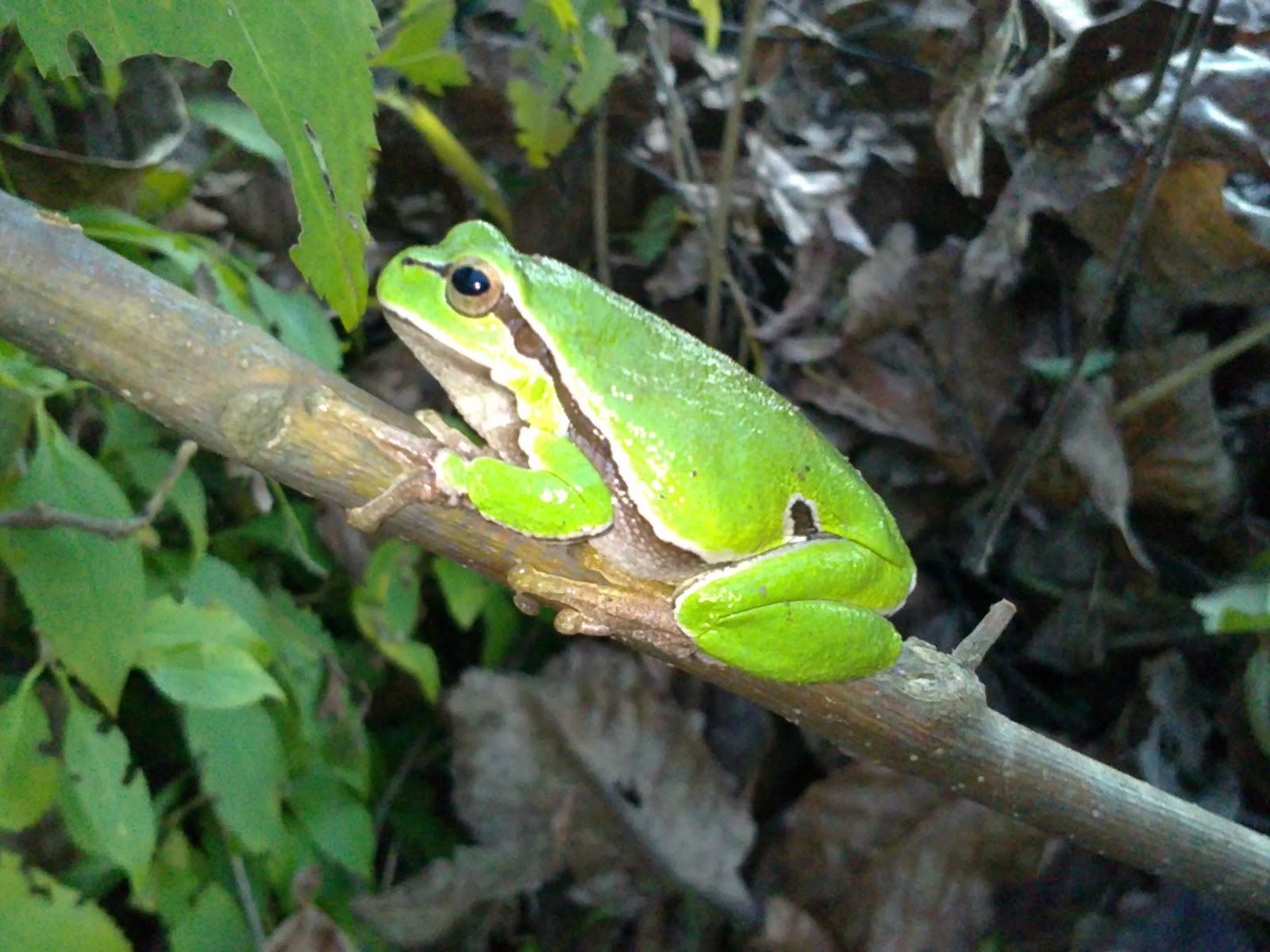 killah babe: Gatalinka