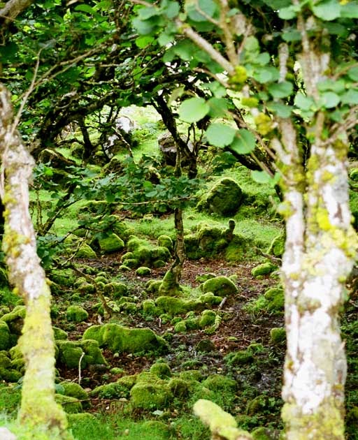 The Daily Undertaker, The Variety and Importance of Ritual