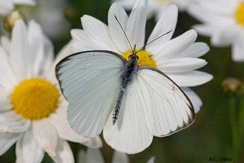 Mark Ipiotis: White Butterfly