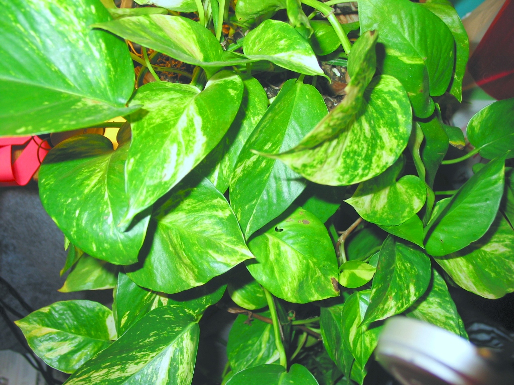 Hummer's Delight: A Color Study Variegated Ivy Day 16