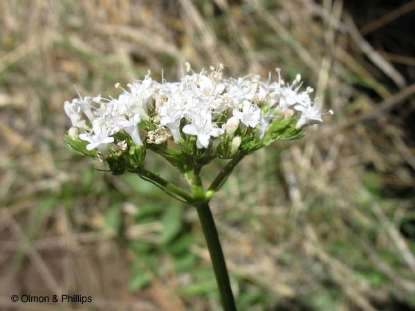 Arizona Wildflowers: Valerianaceae (Valerian Family)