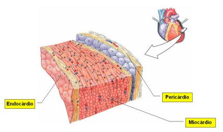 Facilitando o estudo da Fisioterapia