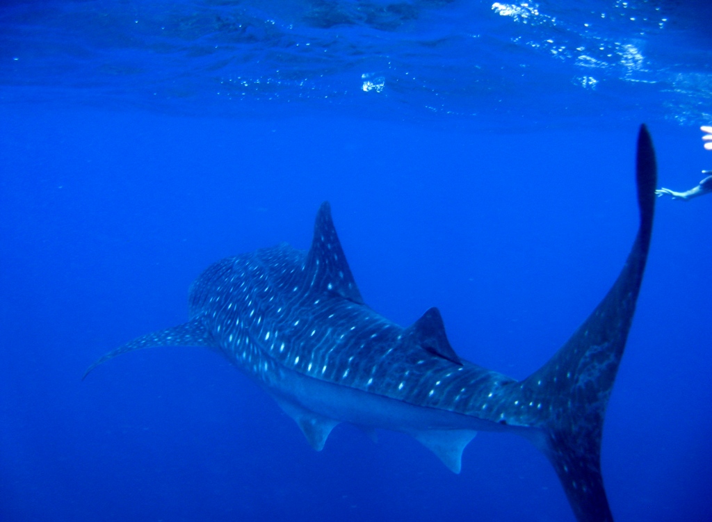 Feit, 40 og ferdig?: Mange fisk i havet