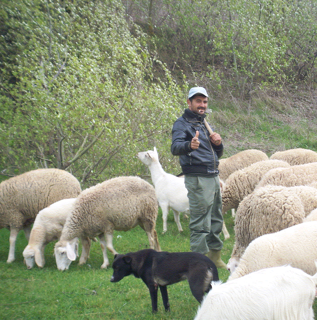 Mouton de kabylie: Les races ovines existantes en algerie sont
