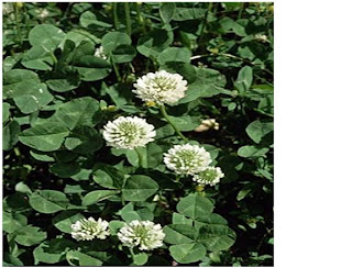 Trebol de 4 Hojas: Trebol Blanco