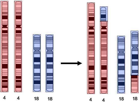 Para Conocerte Mejor...: Genética