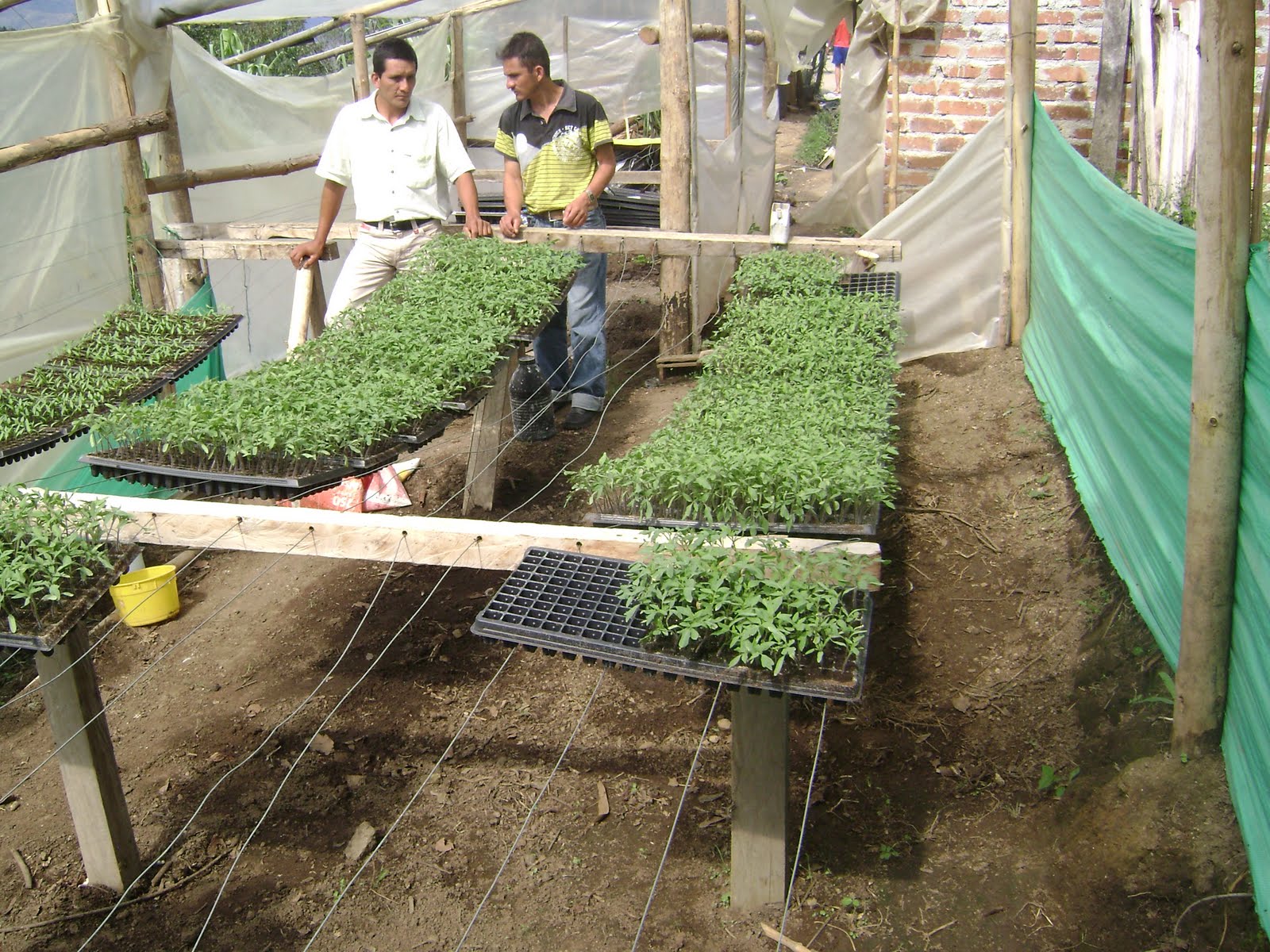 EMPRENDEDOR EN PRODUCCION DE HORTALIZAS: PLANTINA RUDIMENTARIA DE LA VEREDA