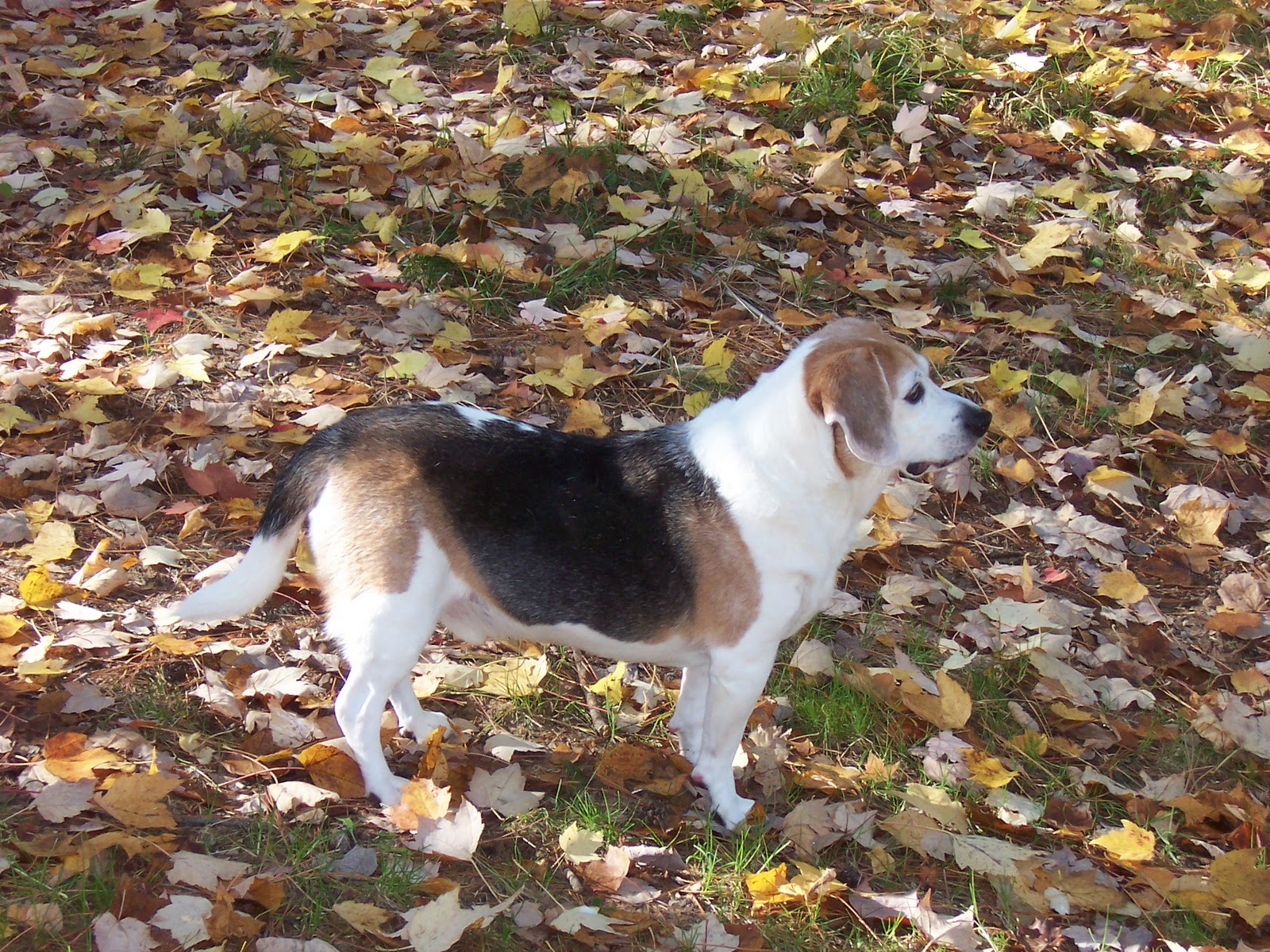 CHEZ MADAME: Our Beagle Sundae