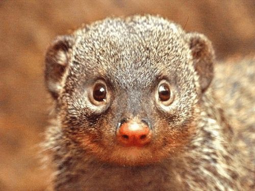 PÊRA--ALDEIA DE ENCANTAR (PISÕES, SARNADAS E BOTELHAS)--NOTICIAS DO ...