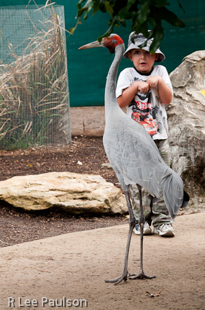 From Off the Beaten Path: New Zealand & Australia 12: Sydney Zoo