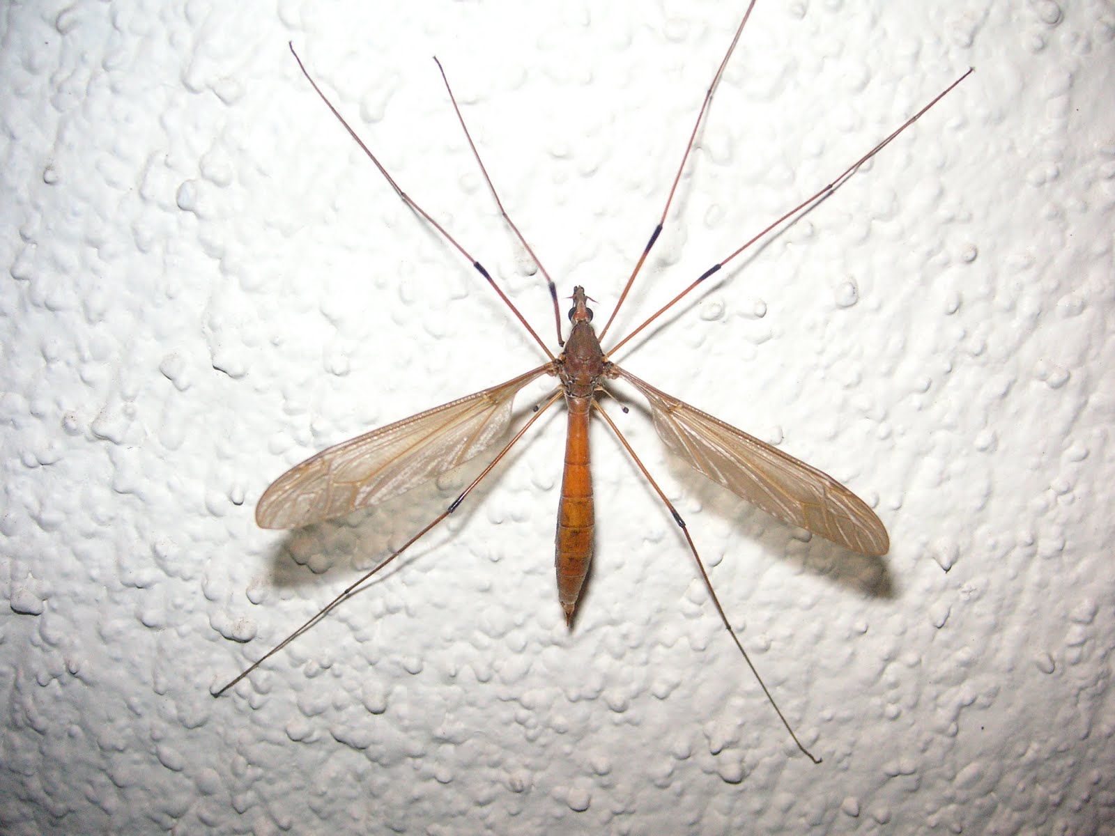 Giant Crane Fly