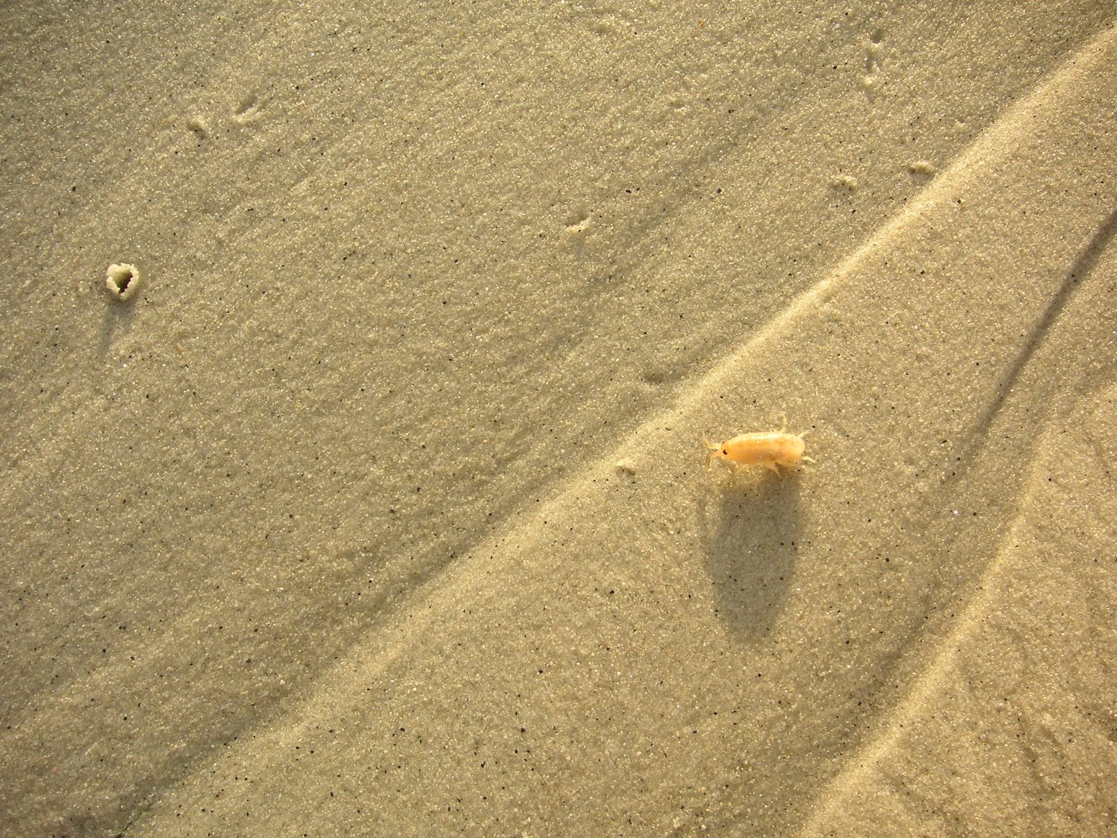 Nature ID: beach hopper ~ 09/28/10 ~ Asilomar