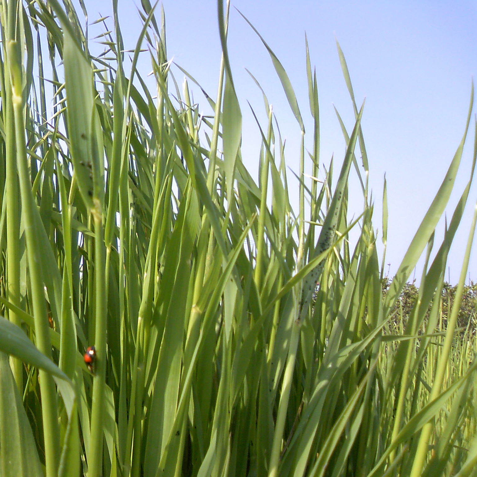 MALINALLI · herbolaria médica: AVENA - oat - Avena sativa L.