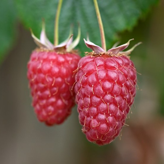 MALINALLI · herbolaria médica: FRAMBUESO - raspberrie - Rubus idaeus