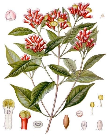 MALINALLI · herbolaria médica: CLAVO DE OLOR, CLAVERO DE OLOR - clove ...