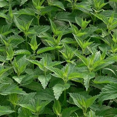 MALINALLI · herbolaria médica: ORTIGA, CHICHICASTE - nettle - Urtica dioica