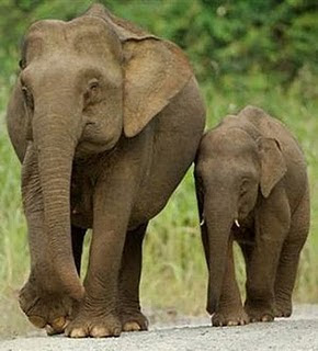 Geografi: Kawasan Monsun Tropika (Thailand)