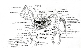 Animales: El caballo y sus partes.