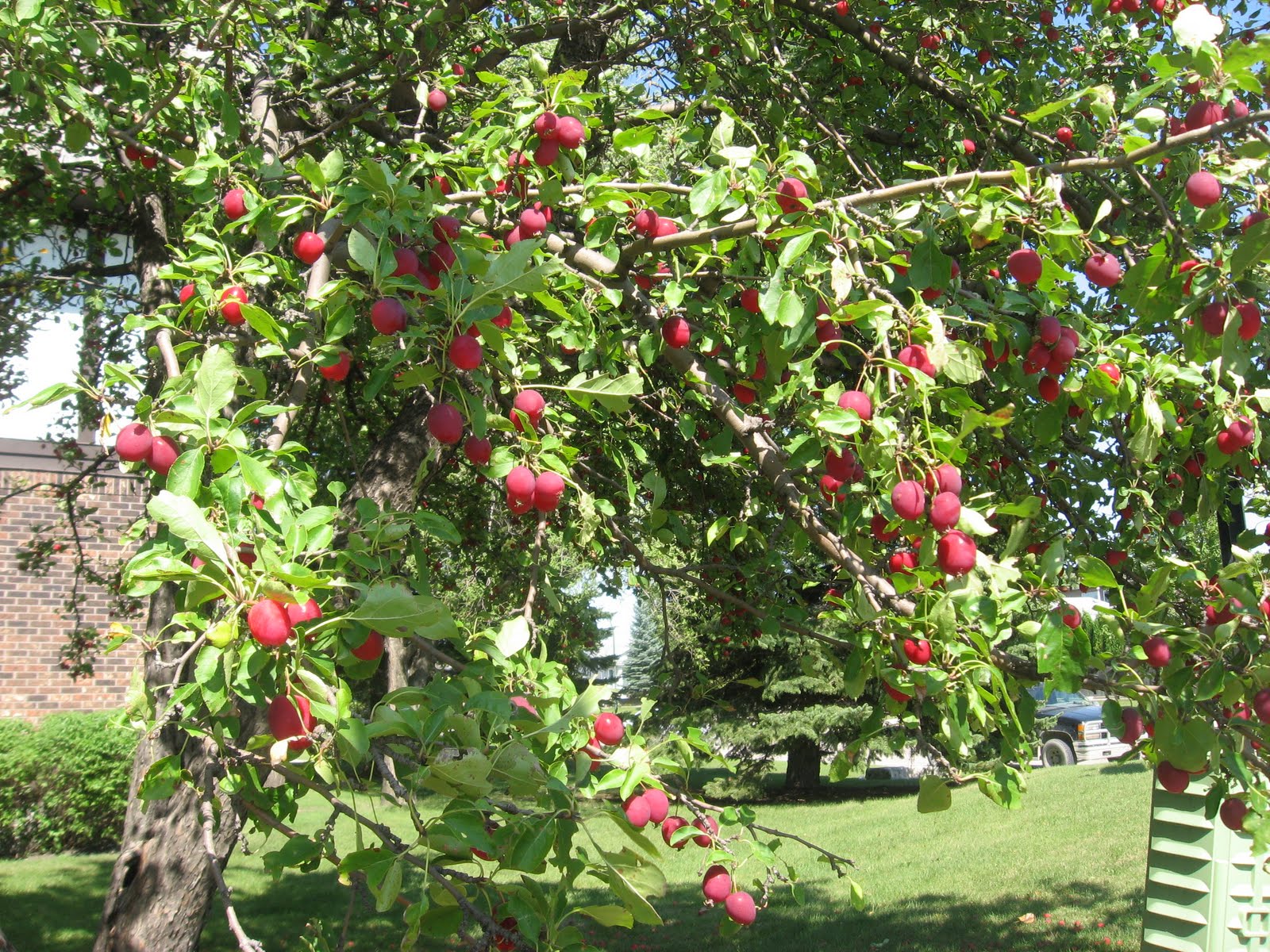 Mexico at Last: Apples