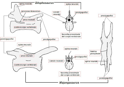 Theropoda: Piccolo Atlante di Osteologia Caudale