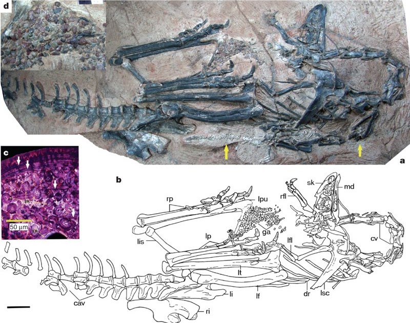 Theropoda: Limusaurus inextricabilis Xu et al. (2009) - Prima Parte: Un ...