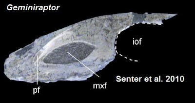 Theropoda: Geminiraptor suarezarum (Senter et al. 2010)