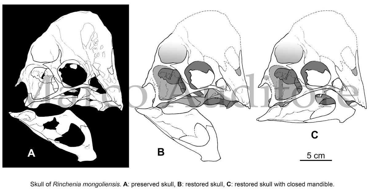 Theropoda: Old Cover: Rinchenia by Marco Auditore