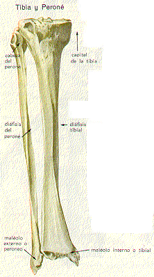 ANATOMIA... veRo 1º "D"