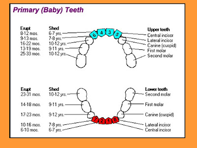 Kimi's Little Adventure: Cutting of 8th Tooth