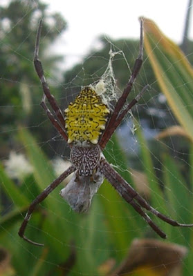 Cacoethes Cognitum: Hawaiian spider