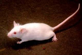 White Difari Mouse