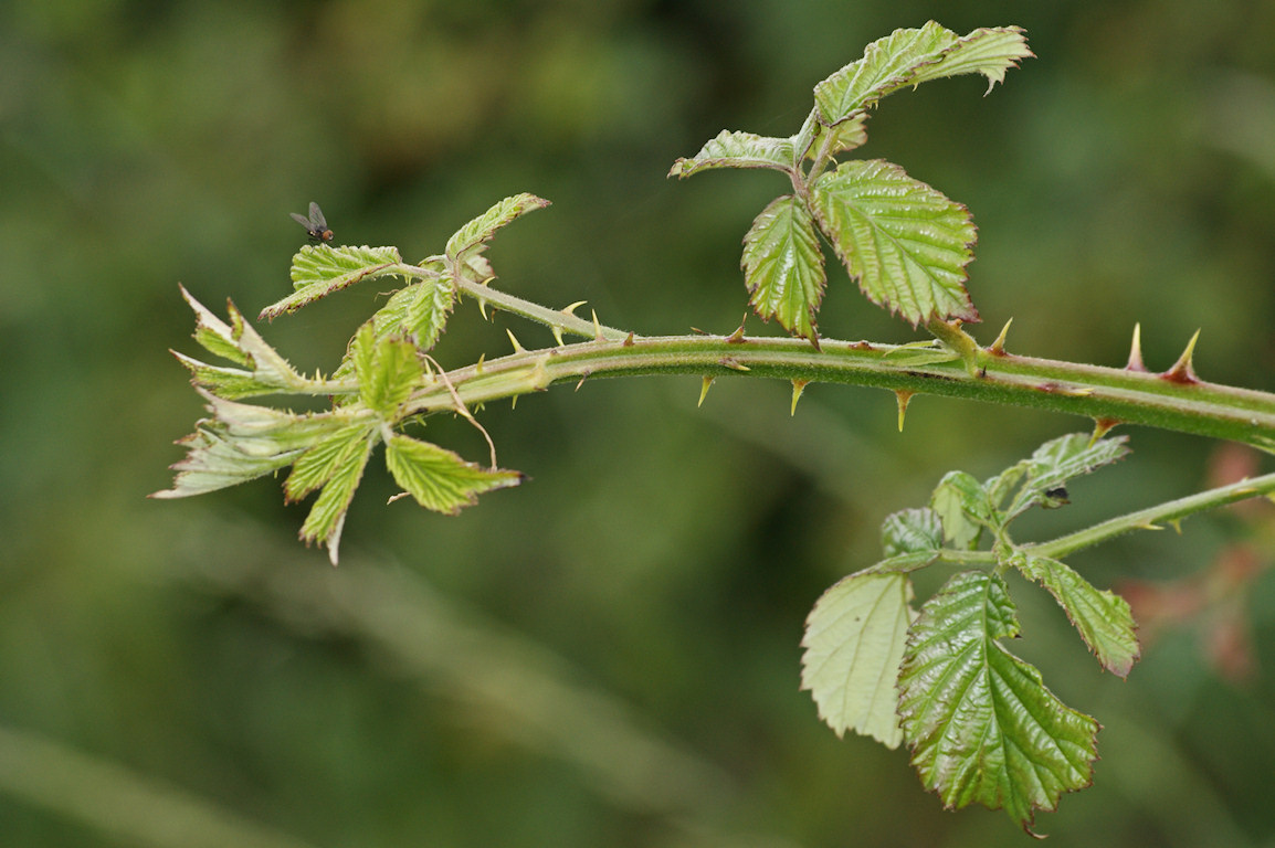 Jurassic Ark: Bramble: Bain of my Life