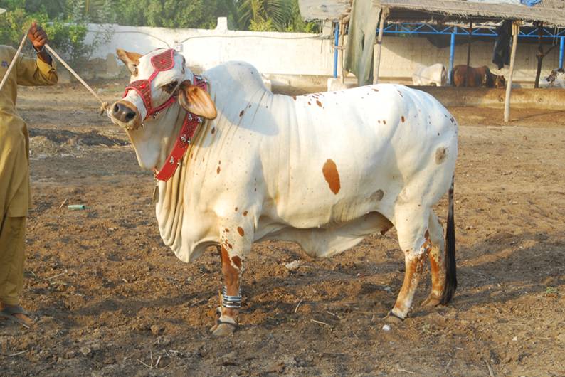 Global Technology: Cows for Qurbani 2009- Breaking News, World ...