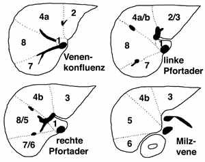 Medizinstudent: Leber Anatomie